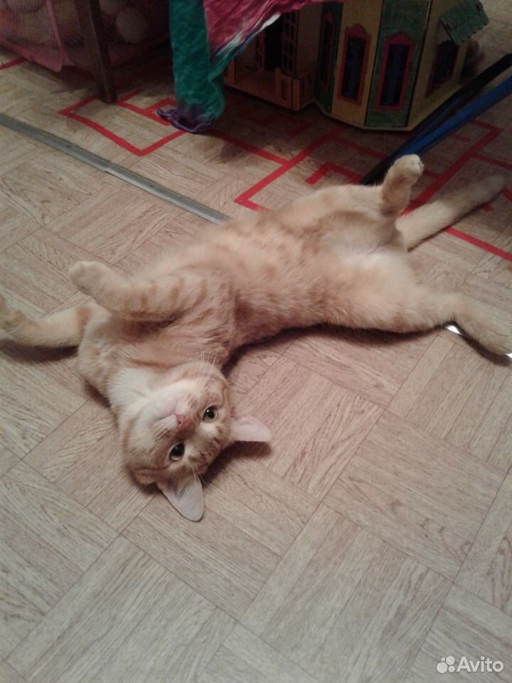 Кот Мартин
