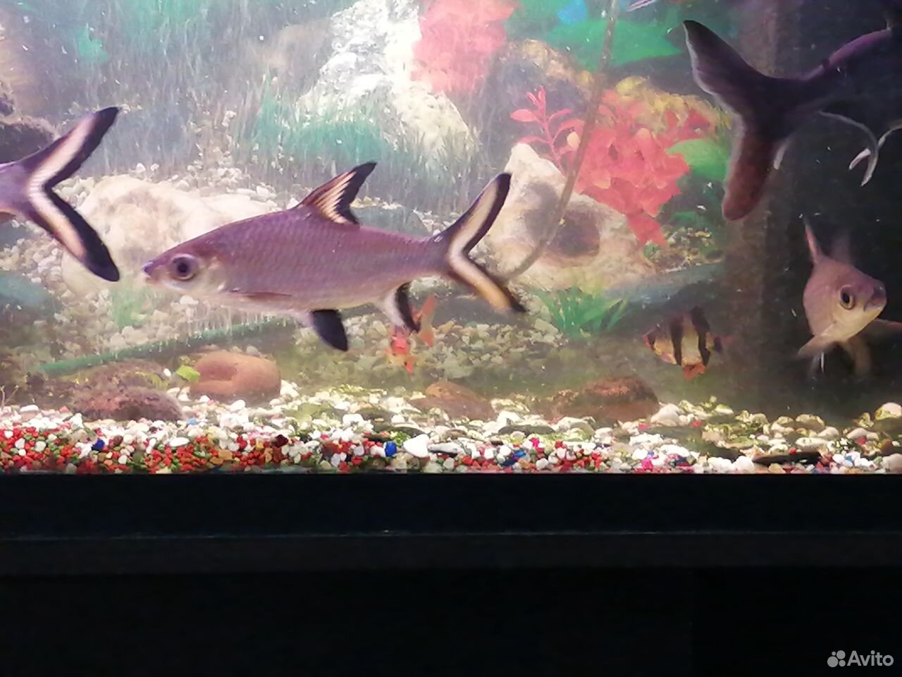 Акулий балу и пангасиусы