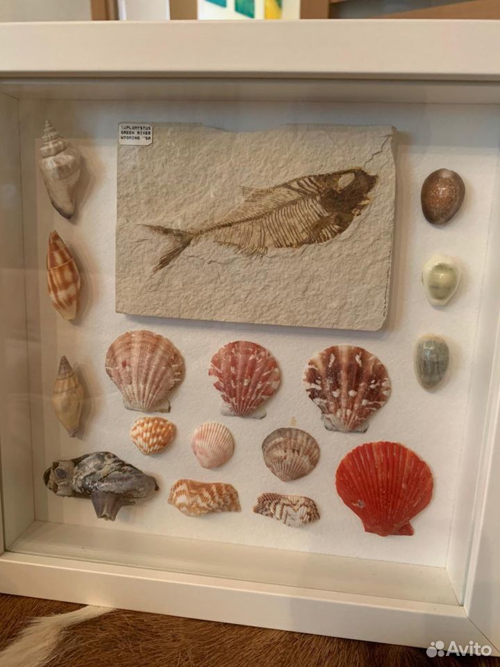 Окаменелость рыбы из green river (Вайоминг)