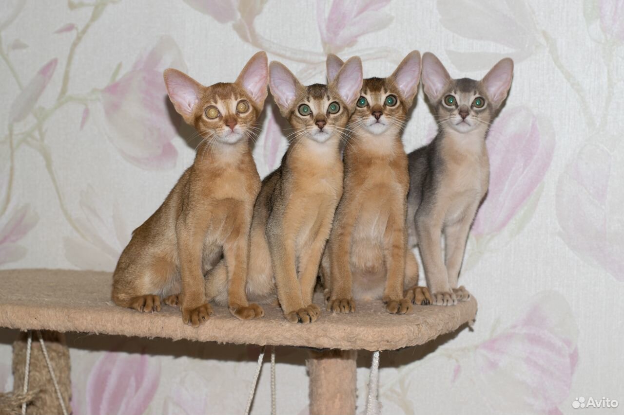 Абиссинские котята из питомника