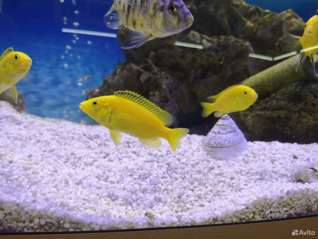 Лабидохромис еллоу