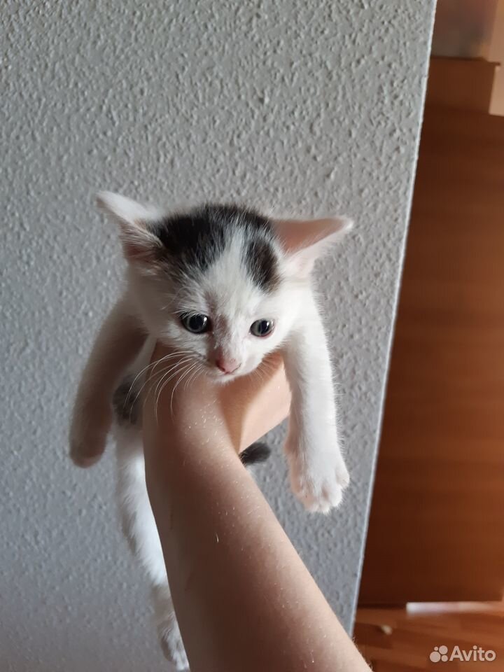 Отдам даром игривых котят