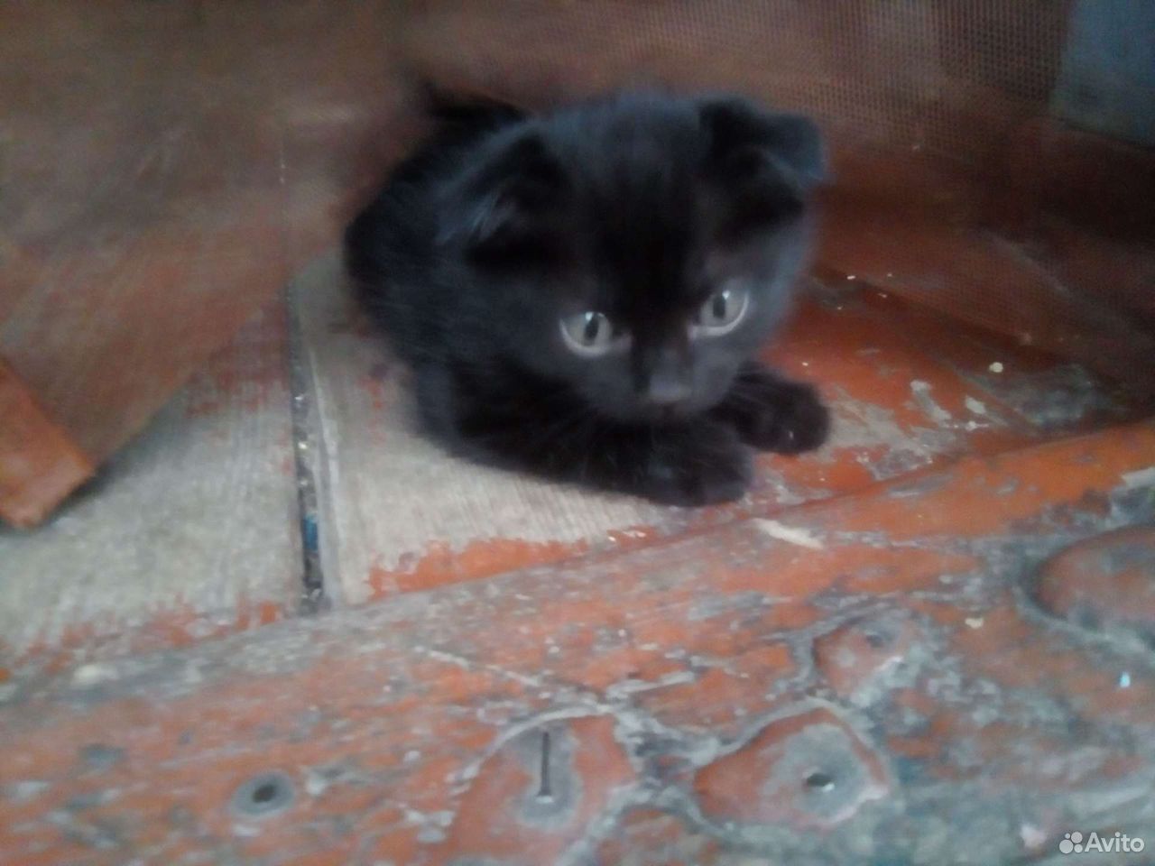 Шотландская