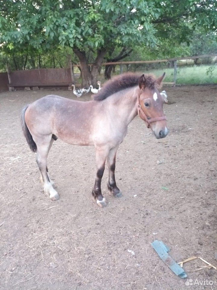 Жеребчик тяжеловоз