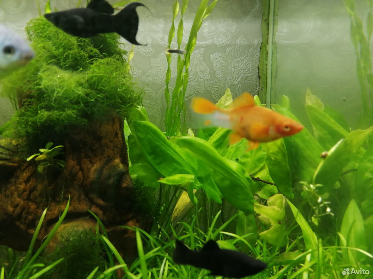 Красивые живородки