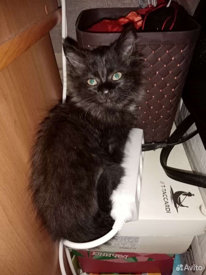 Котёнок за шоколадку
