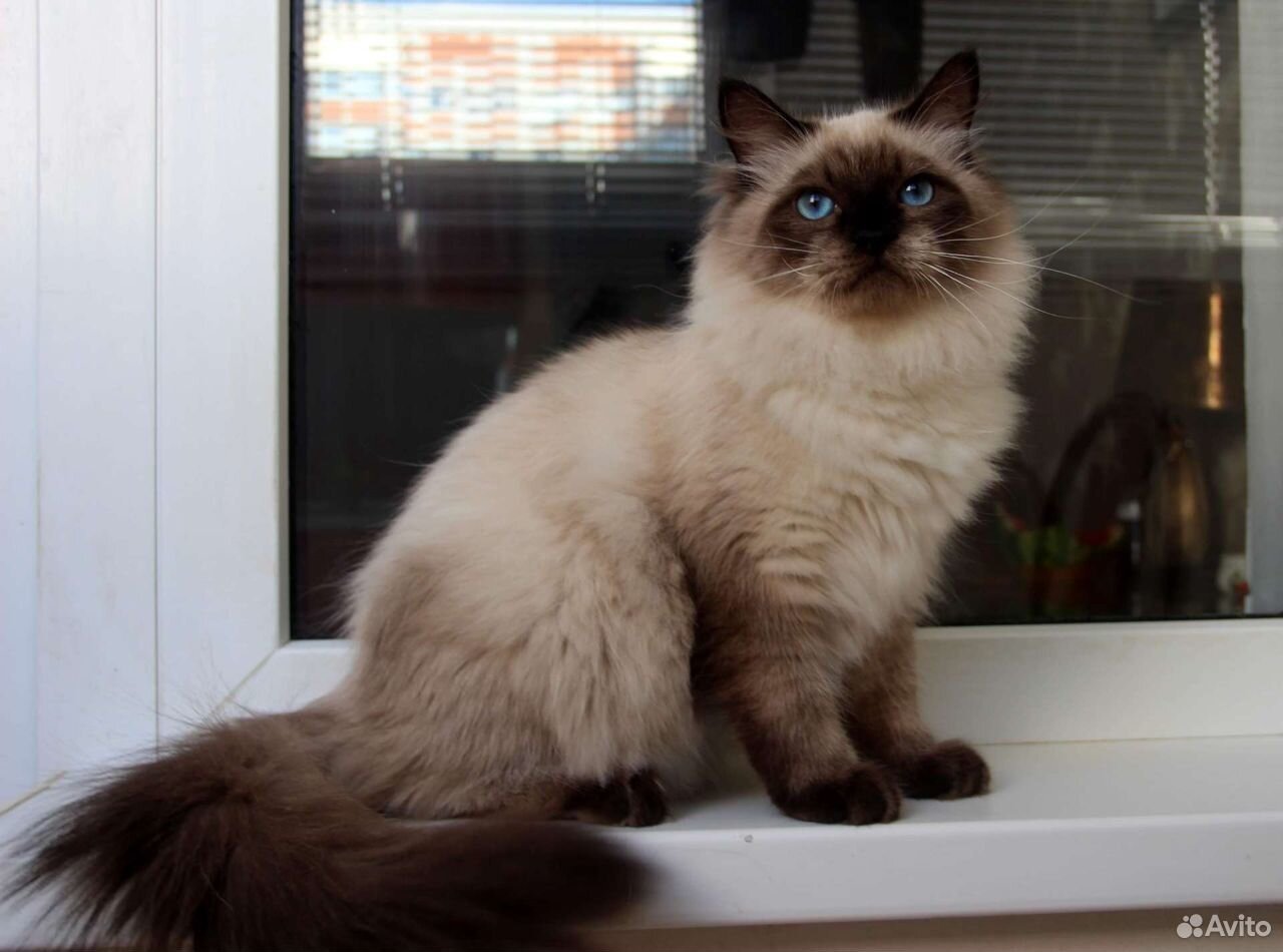 Невская маскарадная