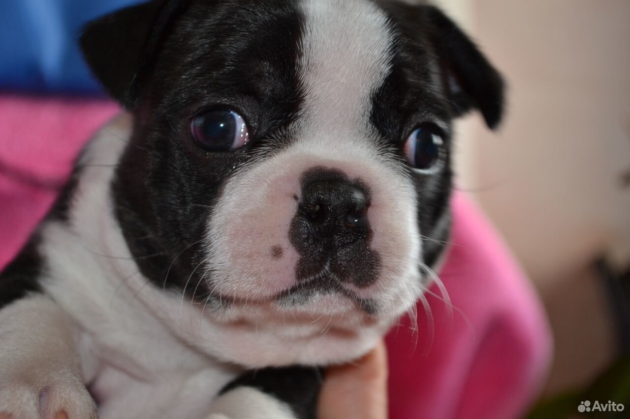 Маленькие бостон терьеры