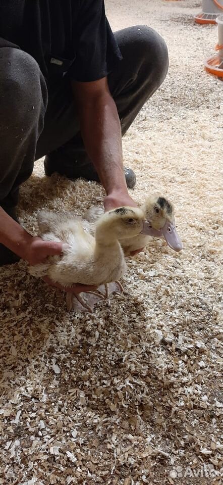 Подрощенные муларды