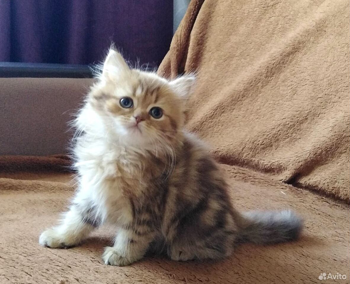 Клубный шотландский котенок