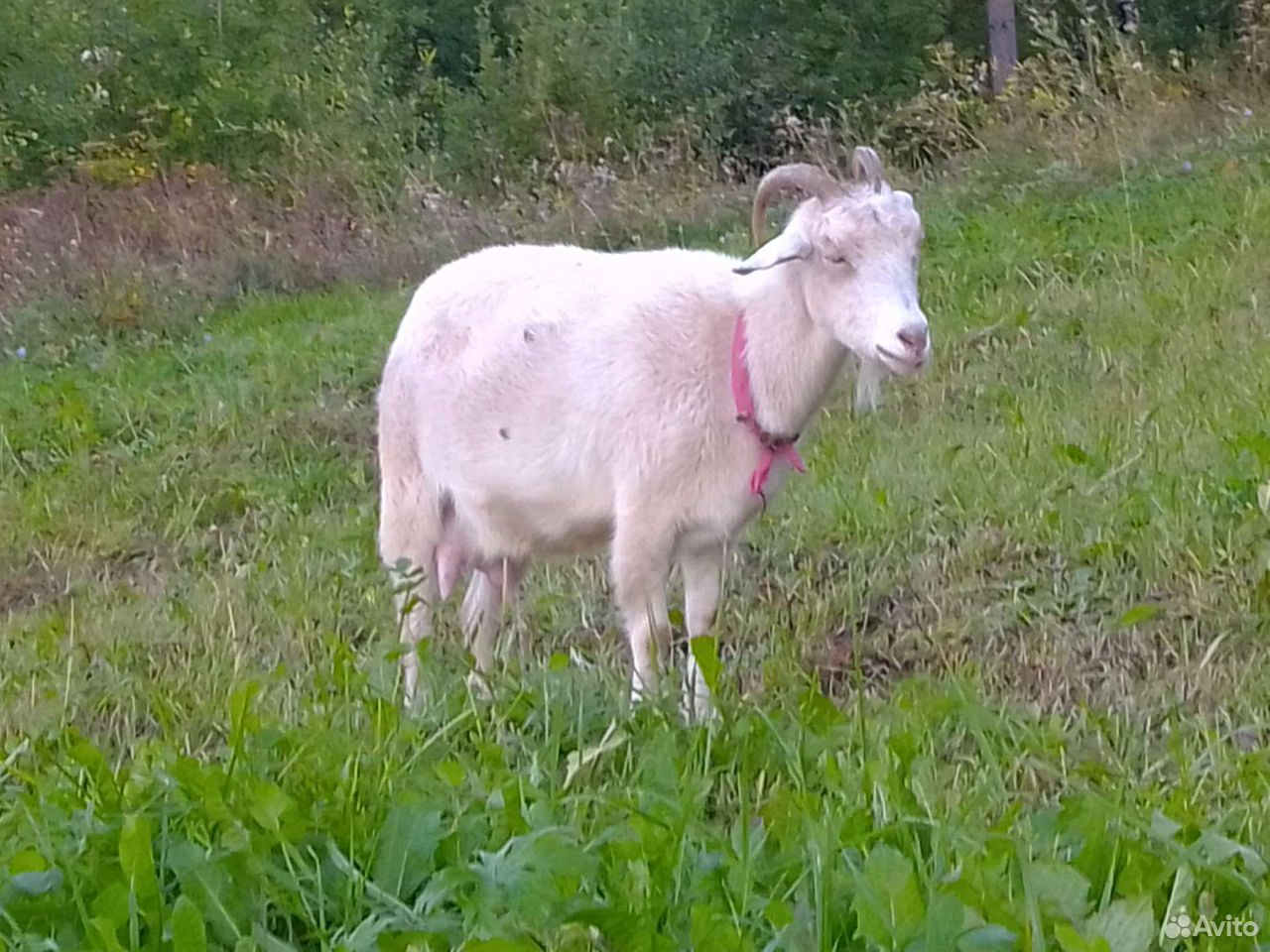 Дойные козы разного возраста