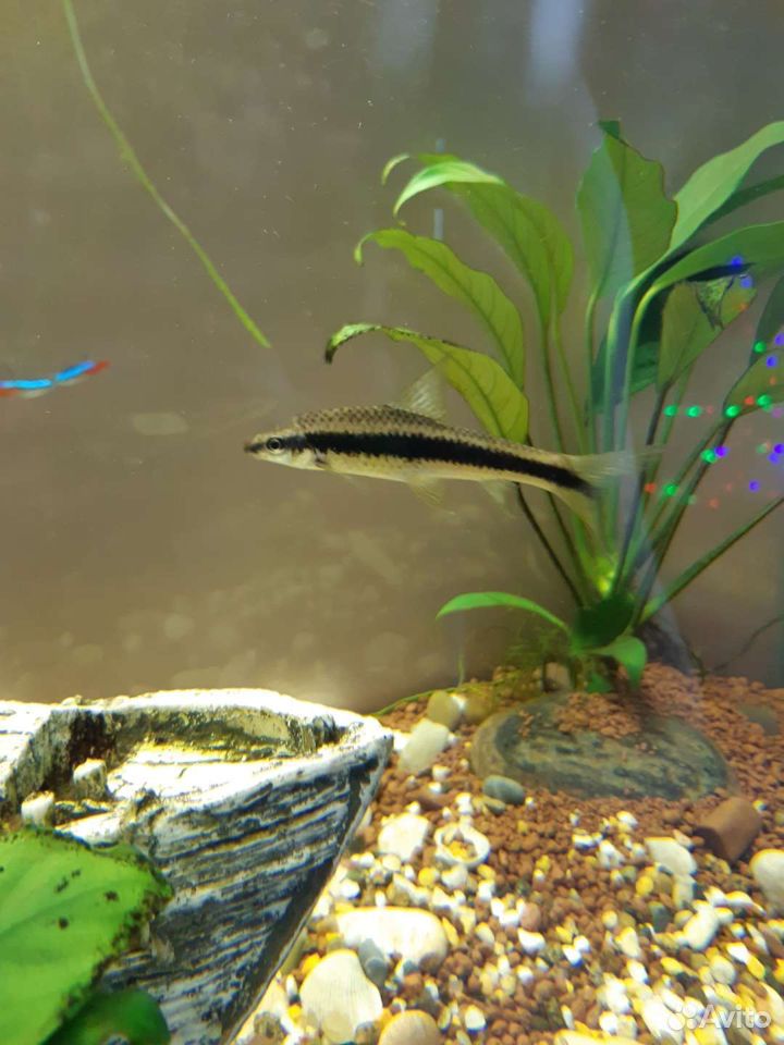 Рыба сиамский водорослеед