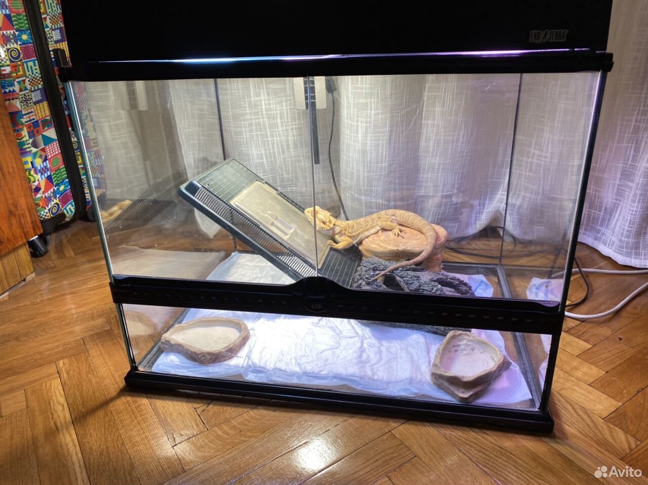 Взрослая агама с террариумом и лампами