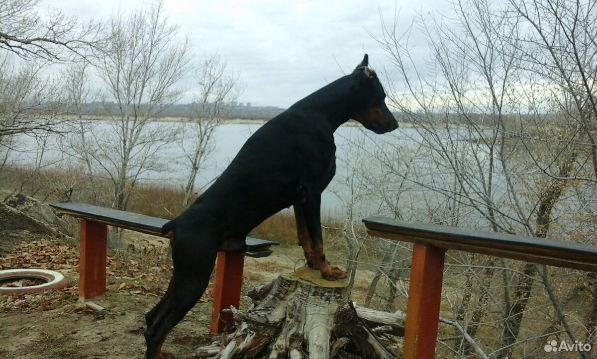 Щенки добермана, дорого