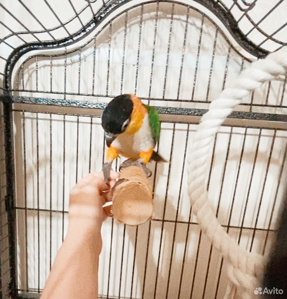 Попугай Каик черноголовый с клеткой