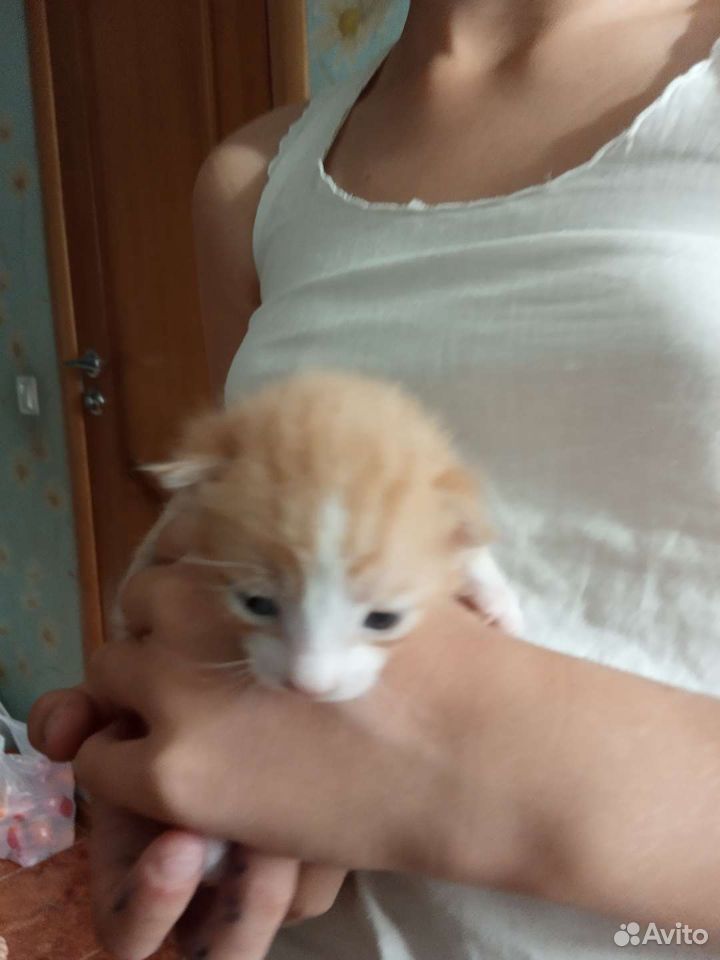 Отдам в добрые руки