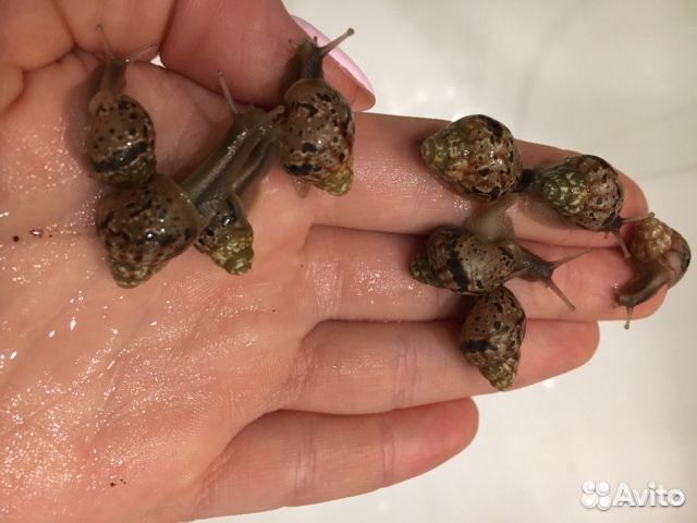 Ахатины улитята