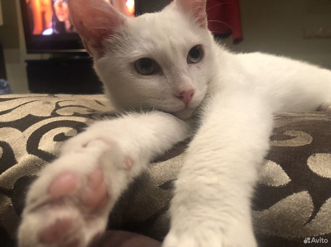 Котёнок зайчик в добрые руки