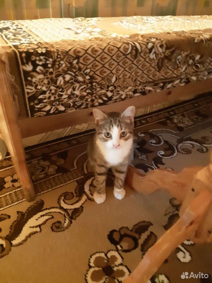 Отдам котенка