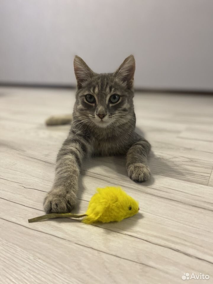 Это Айс. Он кот