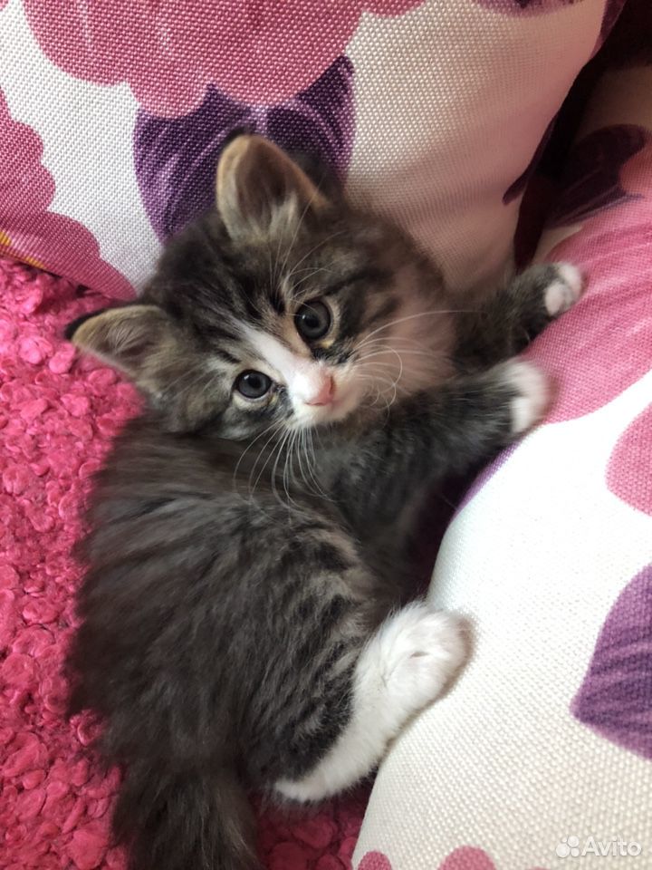 Котёнок