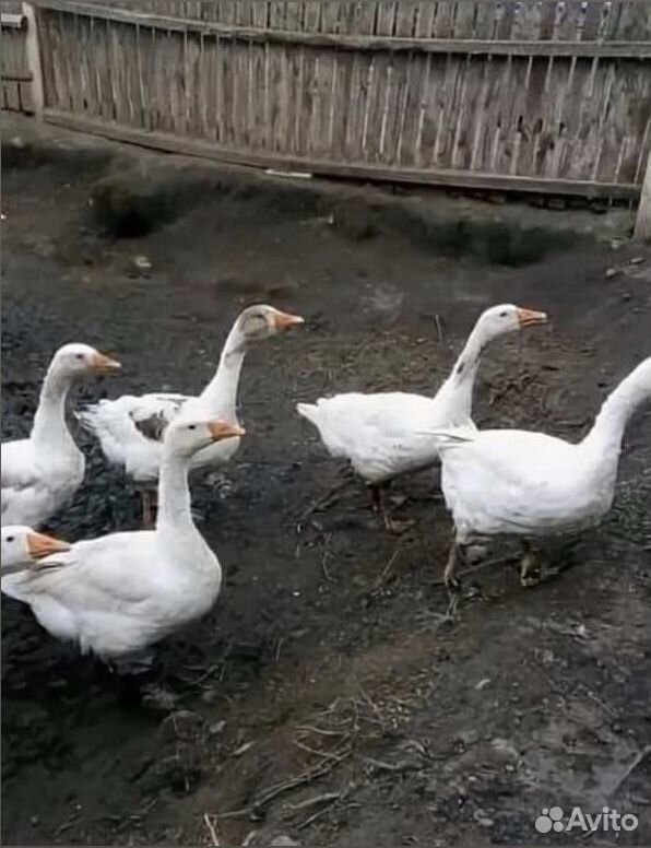 Утки и кролики