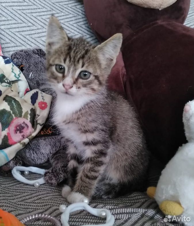 Котенок мурзя