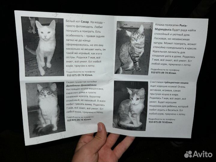 Котятки ищут новый дом