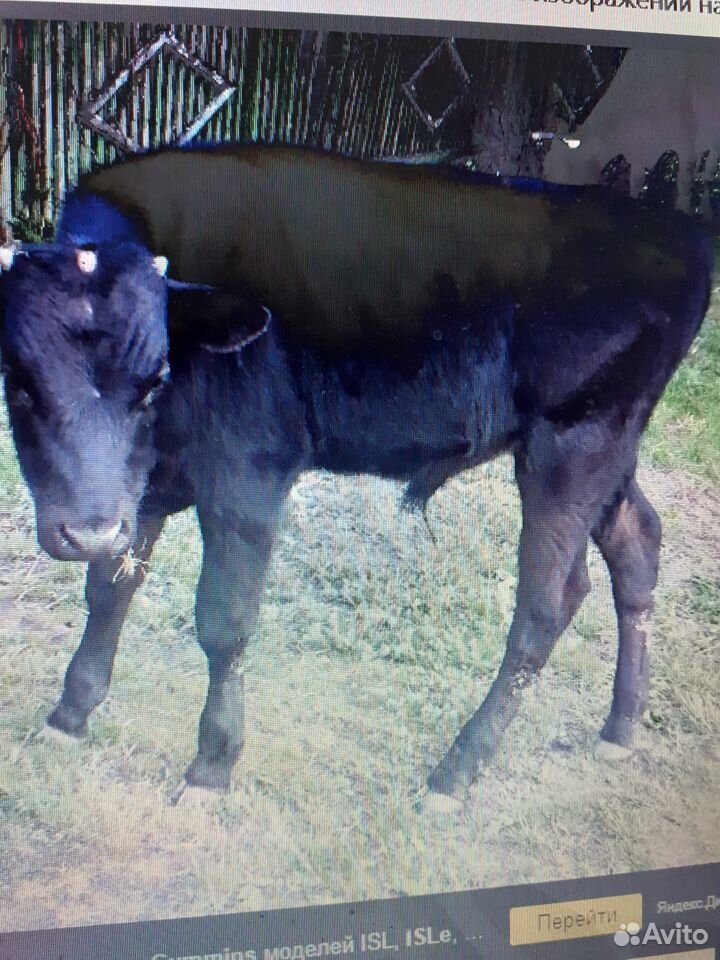 Продаются бычки