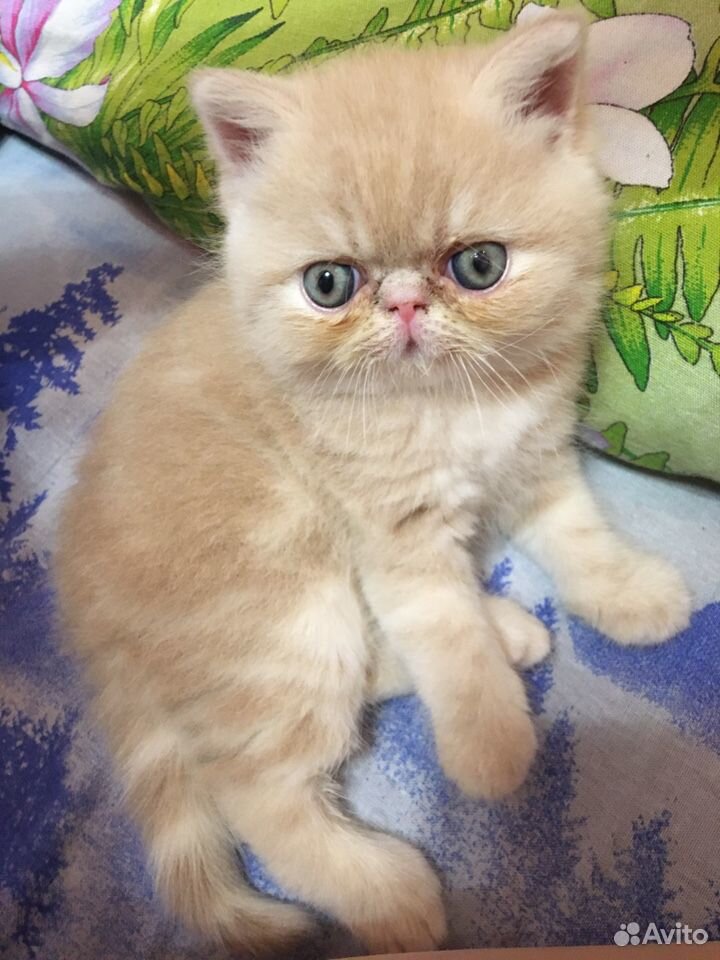 Кошечка экзотка