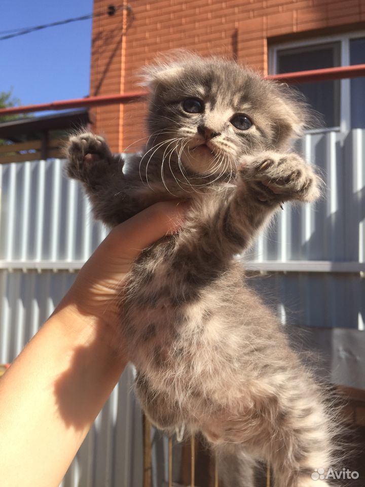 Котята шотландской вислоухой