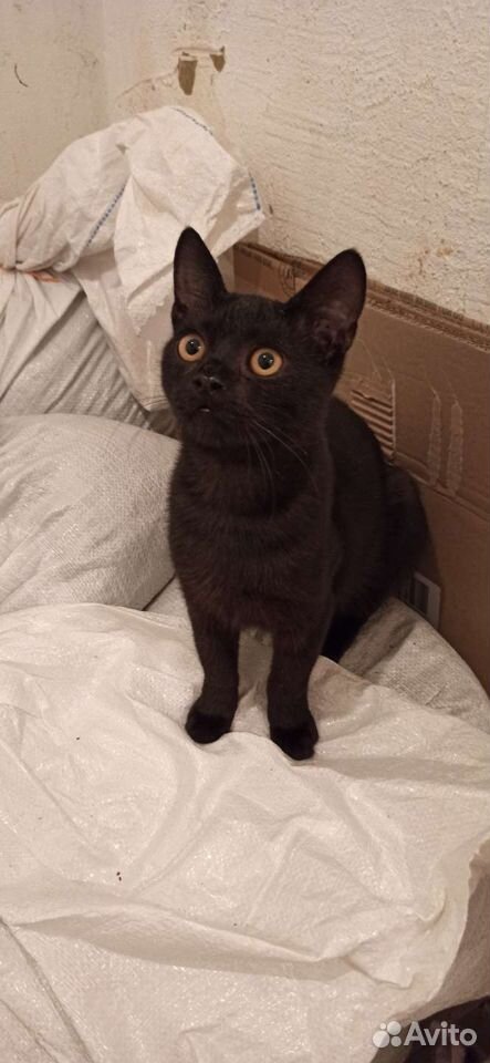 Кот Эрик