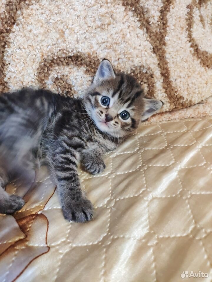 Кот чистокровный