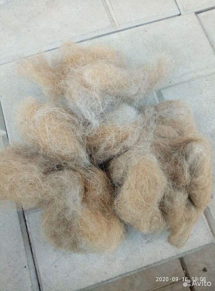 Шерсть чау чау