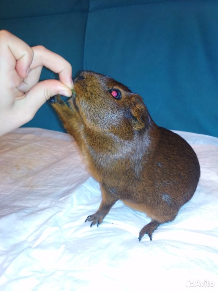 Морские свинки для вязки (самочка)