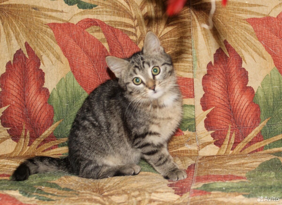 Ласковый котенок Крошик в хорошие руки