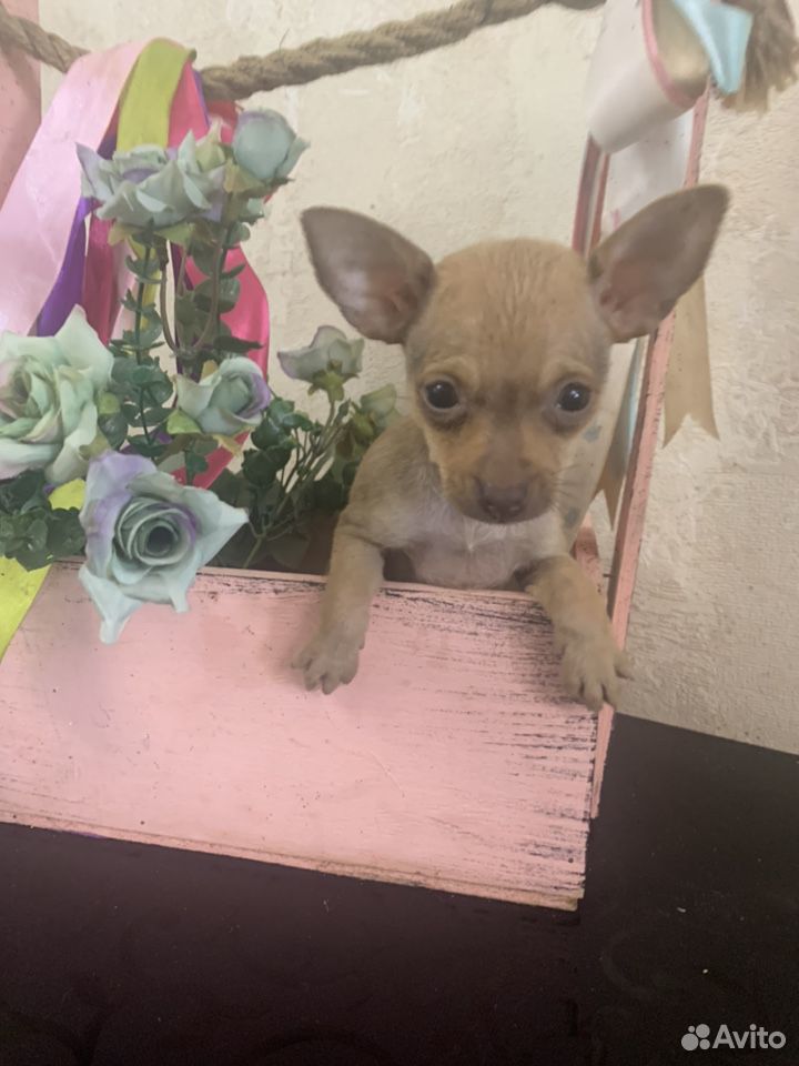 Той-терьер мини размер