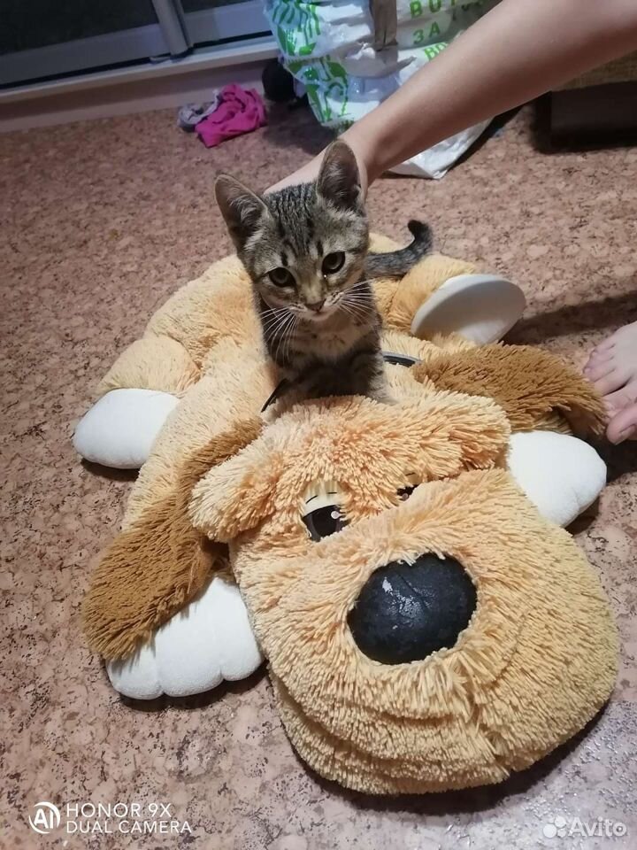 Кошка