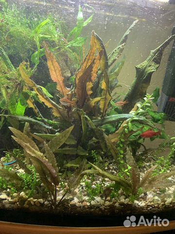 Аквариумное растение криптокорина. Улитка Хелена