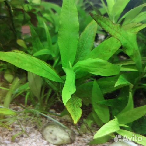 Лимонник, водное растение