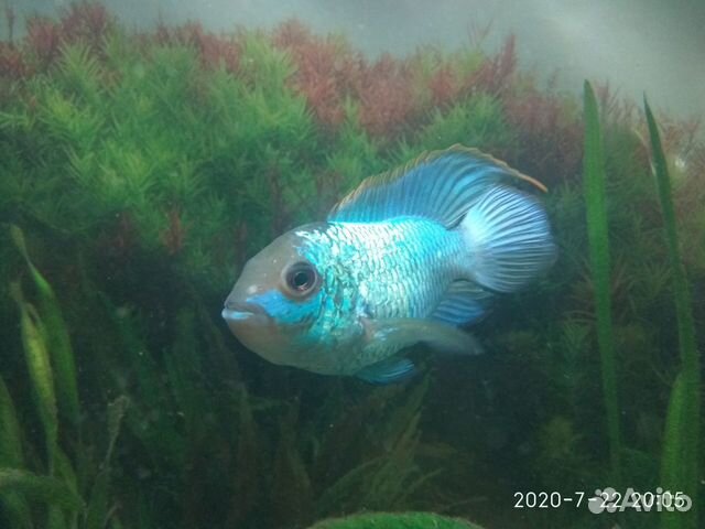 Нанокары блю неон