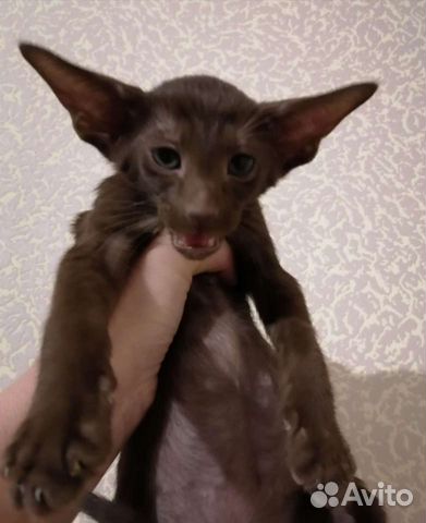 Мальчик шоколадик