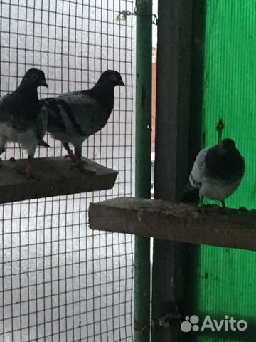 Голуби дереши