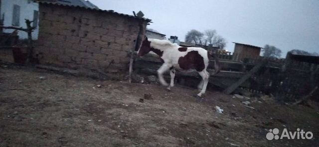 Лошадь Жеребец