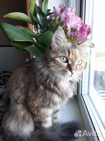 Молоденькая кошка ищет семью
