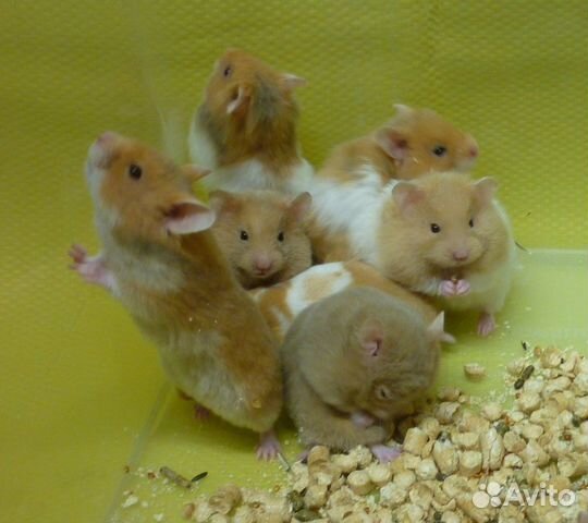 Сирийские Ангорские Хомяки Яркие Редкие