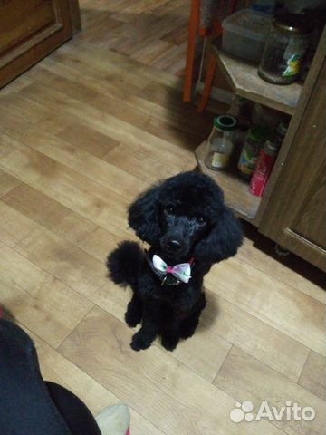 Собака-пудель кобель для вязки