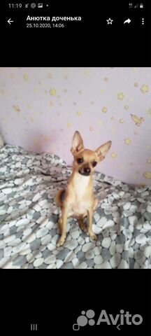 Вязка. Той-терьер