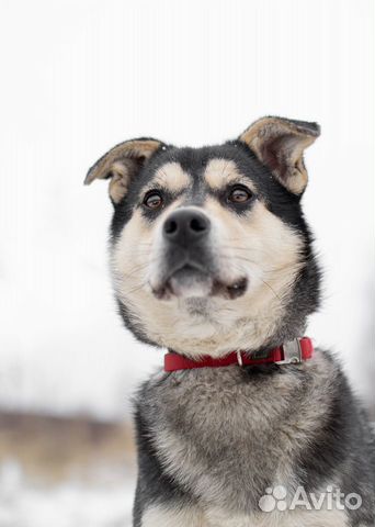 Гуля ищет дом