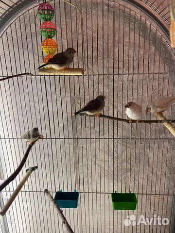 Птички амадины